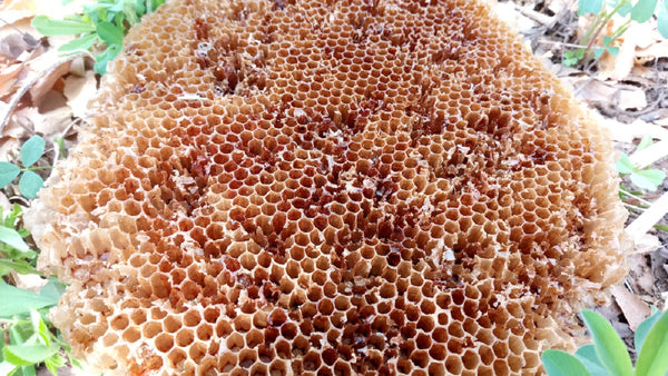 How Do Bees Make Hives? | Pass The Honey - Pass the Honey